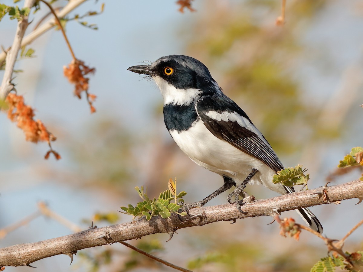 Gray-headed Batis - Batis orientalis - Birds of the World