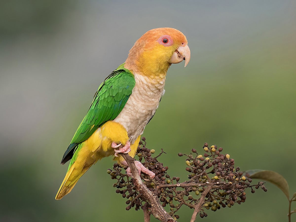 White-bellied Parrot - Pionites leucogaster - Birds of the World