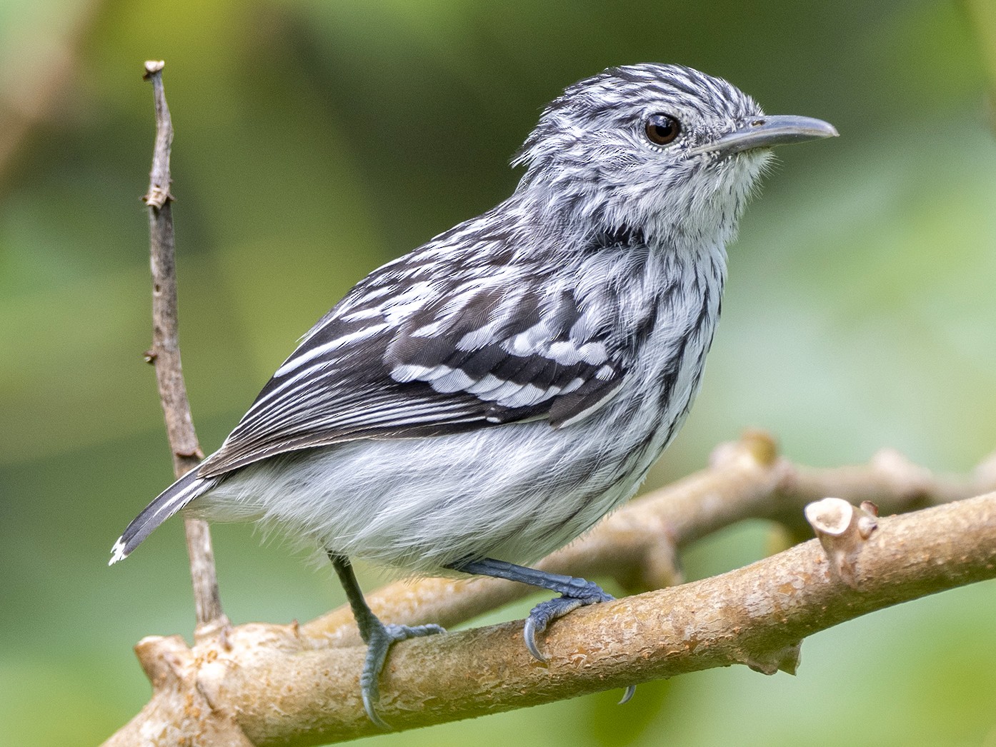 Pacific Antwren - eBird