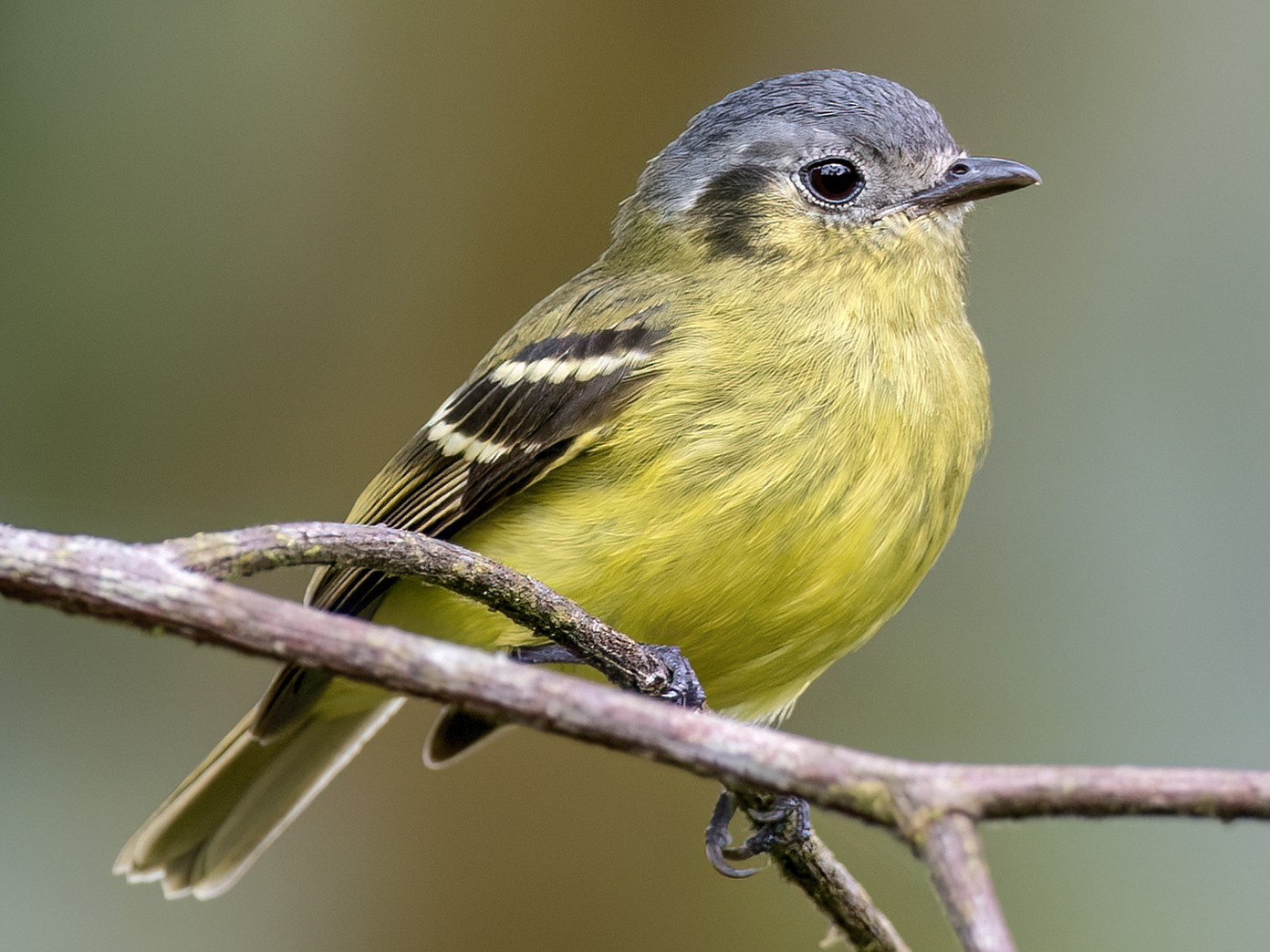 Ashy-headed Tyrannulet - eBird