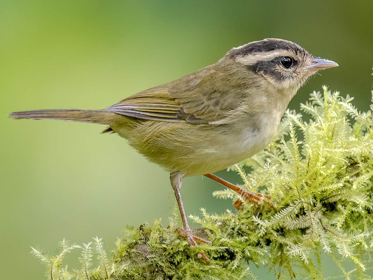 Three-striped Warbler - eBird