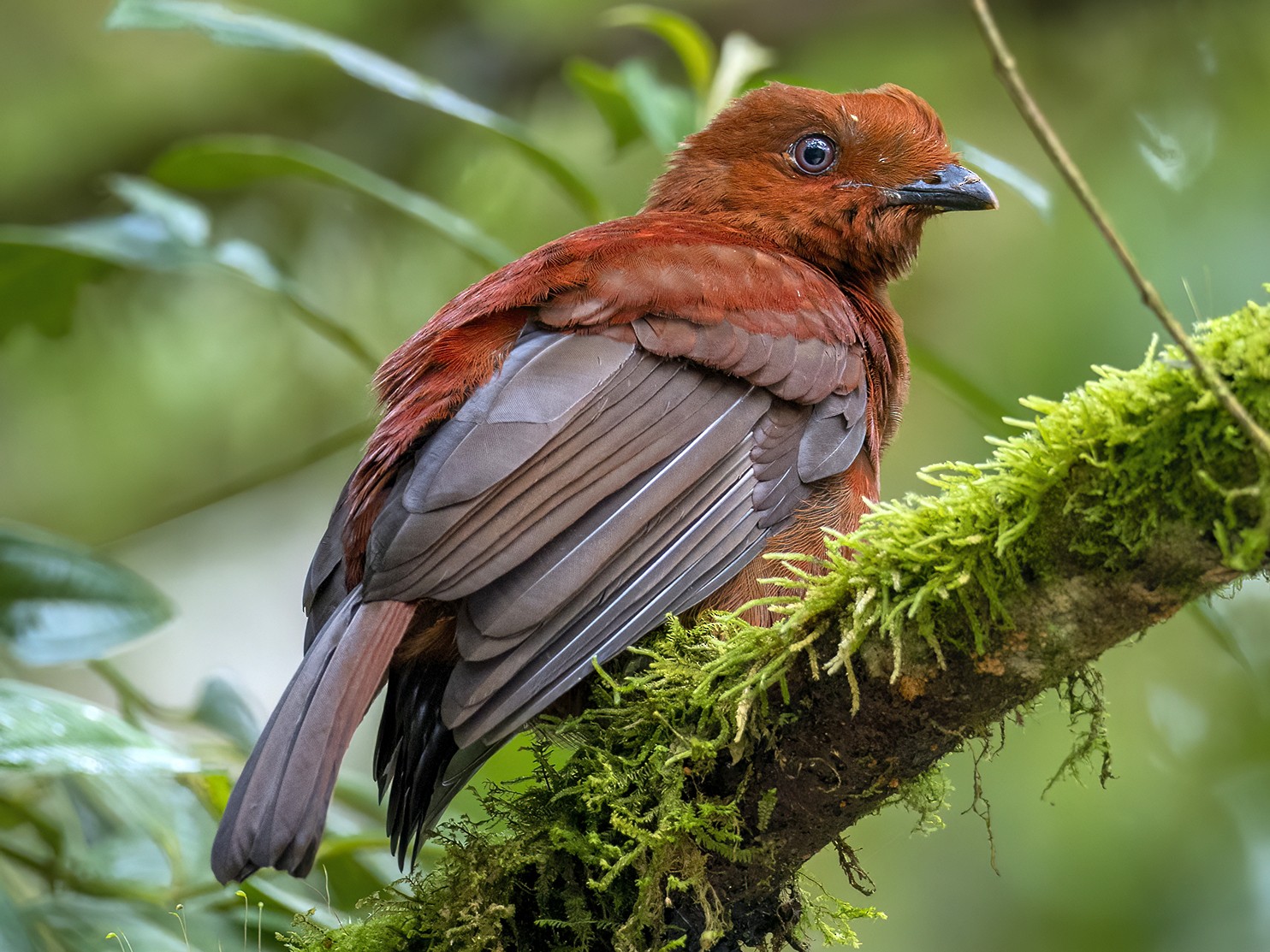 Andean Cock-of-the-rock - eBird Peru