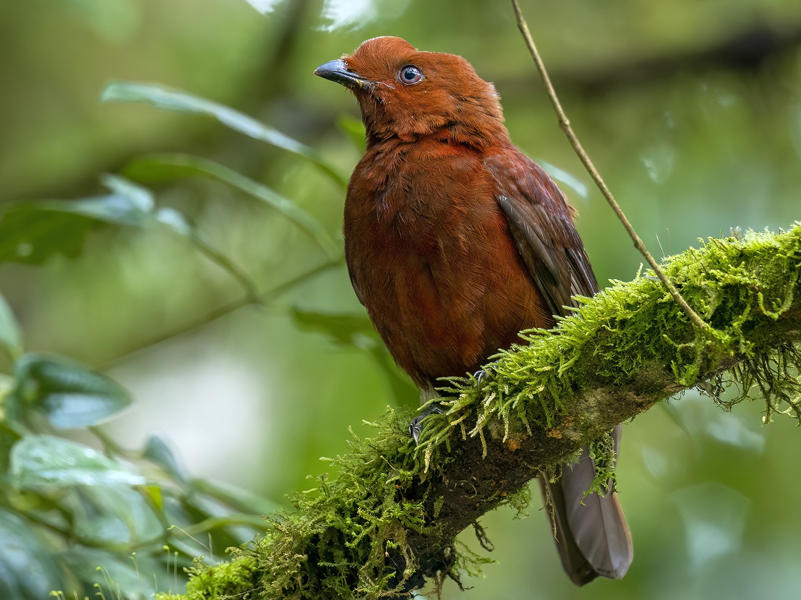Gallito de las Rocas Peruano - eBird