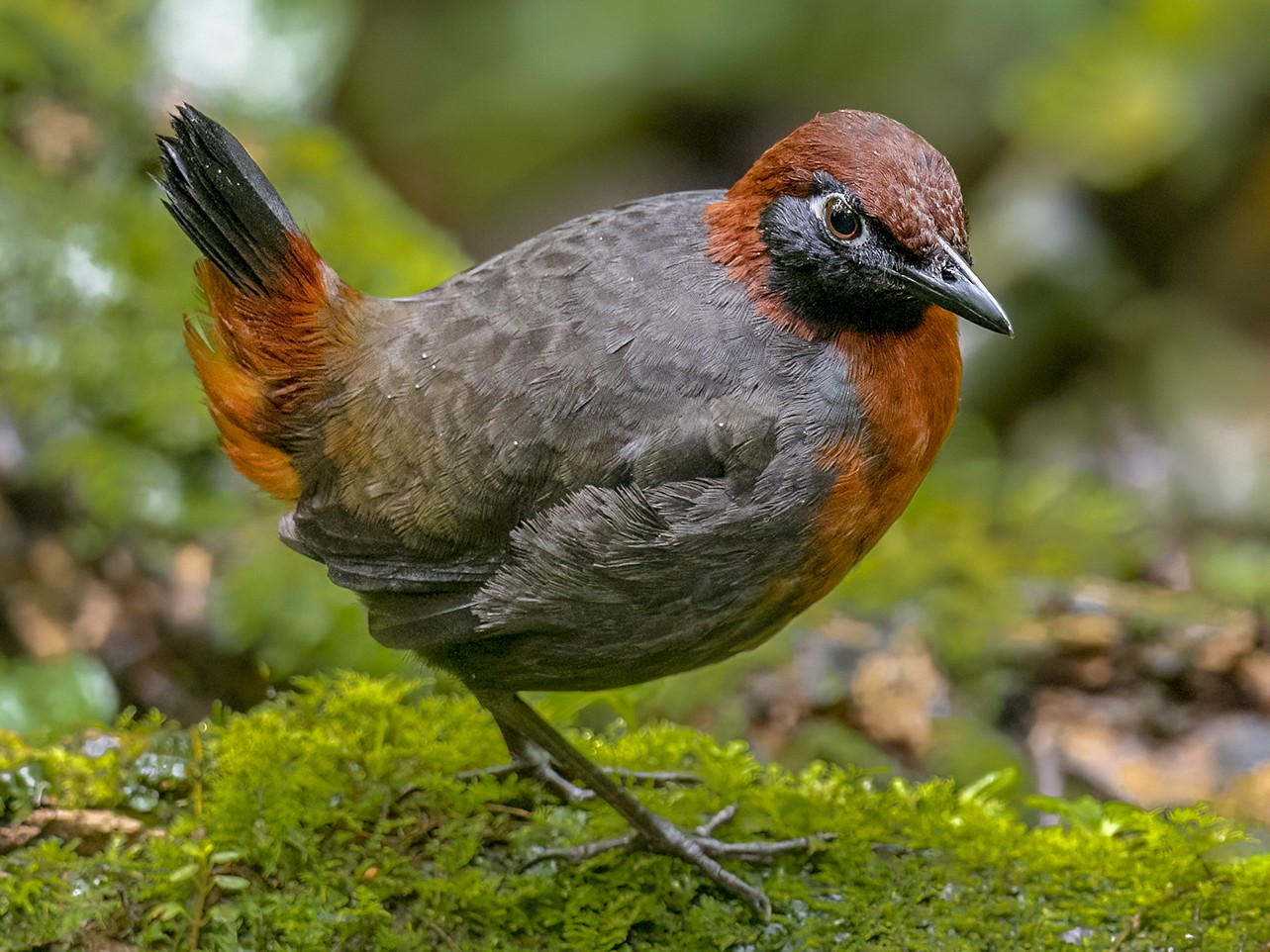 Rufous-breasted Antthrush - eBird