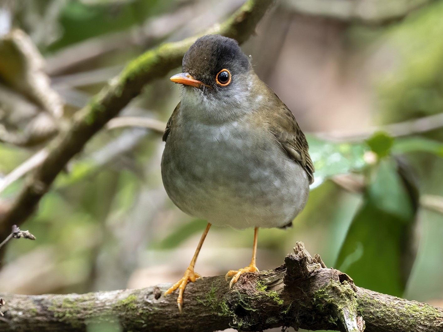 Zorzal Corona Negra - eBird