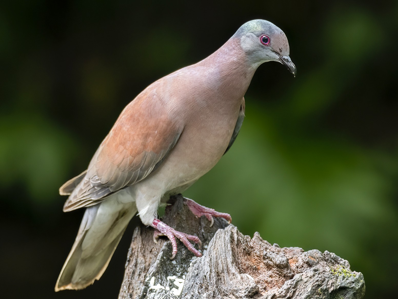Pale-vented Pigeon - eBird