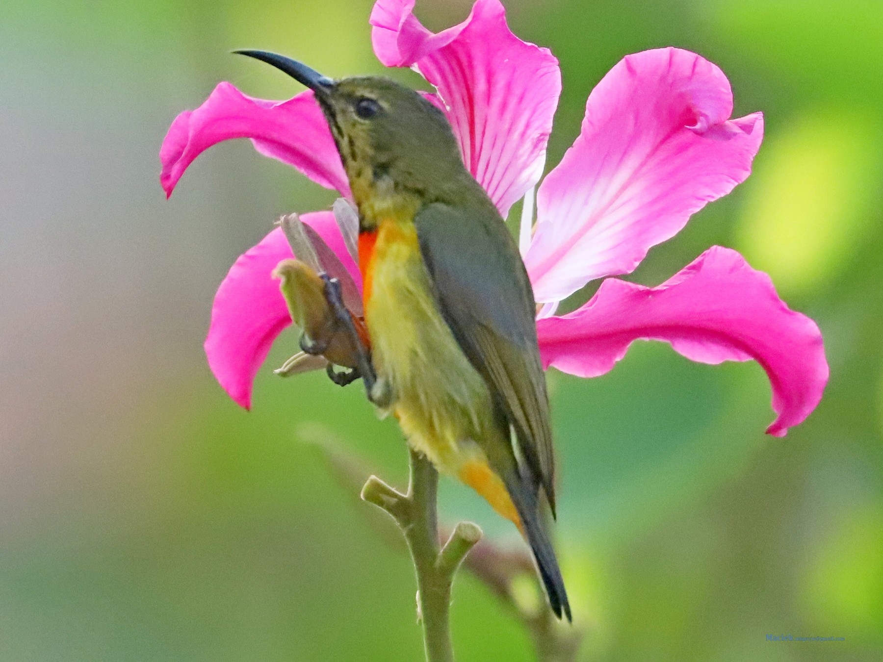Flame-breasted Sunbird - eBird