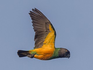 Senegal Parrot - eBird