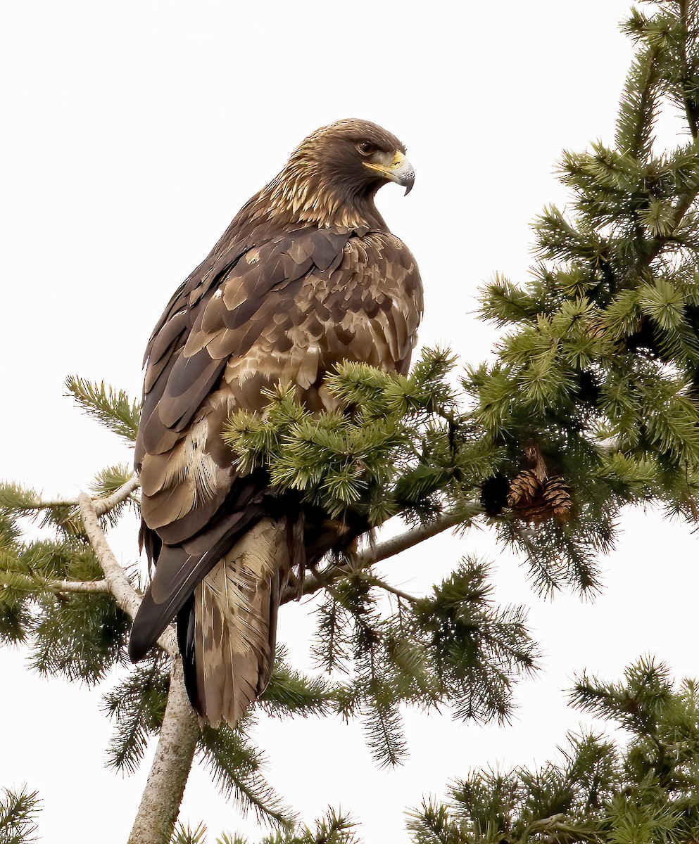 Maryland-DC Breeding Bird Atlas Checklist - 19 Mar 2023 - Serpentine ...