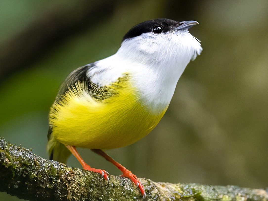Saltarín cuelliblanco - eBird