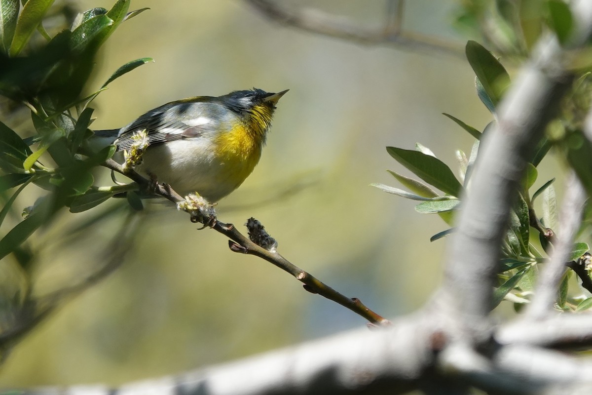 eBird Checklist - 20 Mar 2023 - Lower Codornices Creek - 20 species (+2 ...
