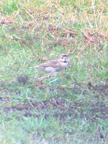 eBird Checklist - 20 Mar 2023 - Meadowbrook Farm - 18 species