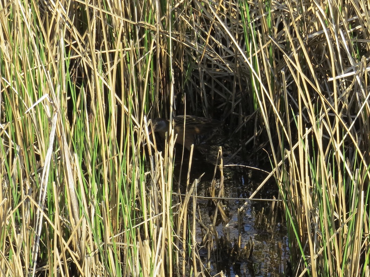 eBird Checklist - 16 Apr 2017 - Blackwater NWR--Wildlife Drive - 27 species