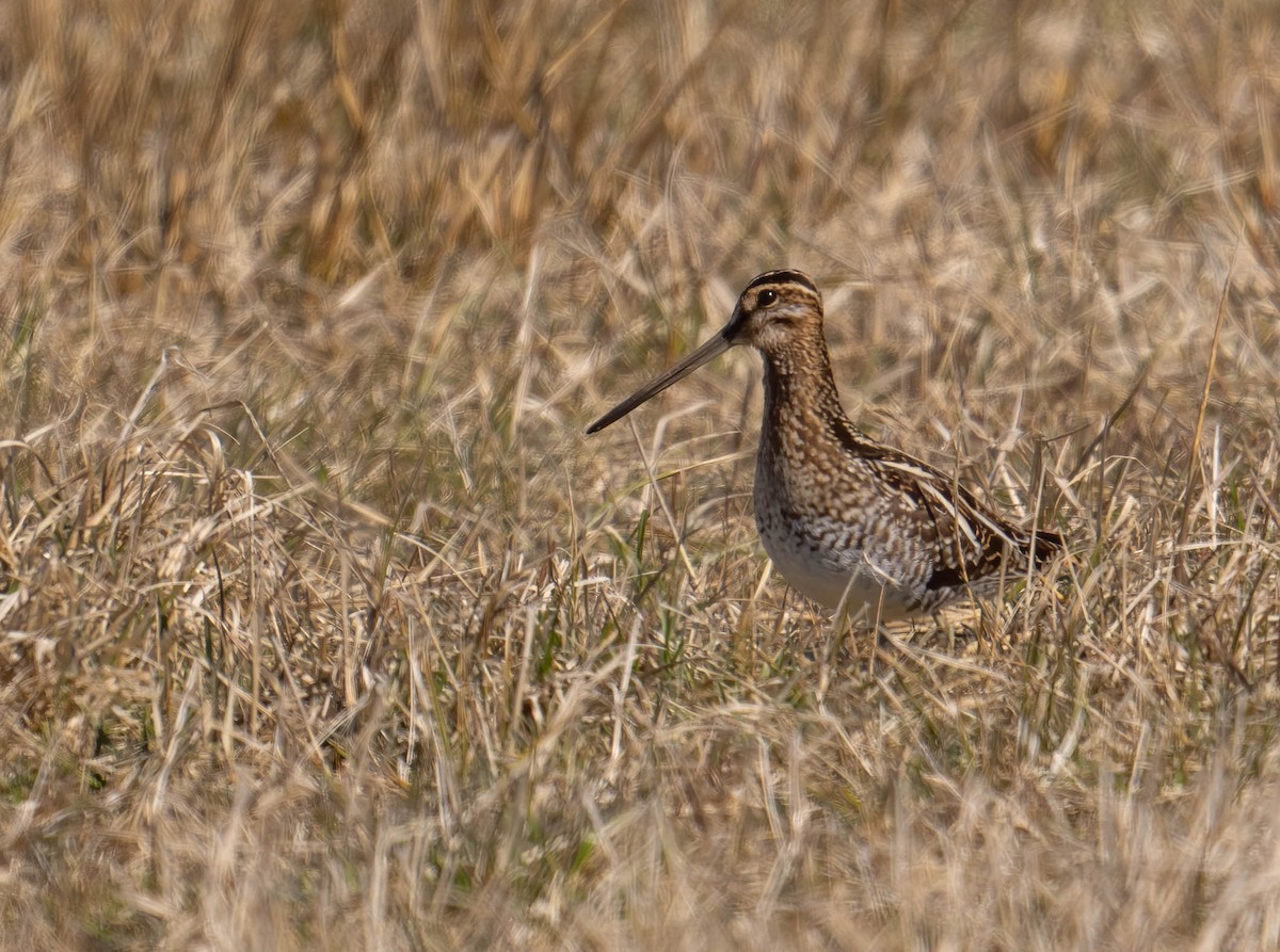 eBird Checklist - 20 Mar 2023 - WVU - JW Ruby Research Farm, Reedsville ...