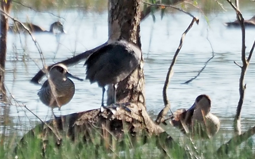 eBird Checklist - 16 Mar 2023 - Merin Merin Swamp State Game Reserve ...