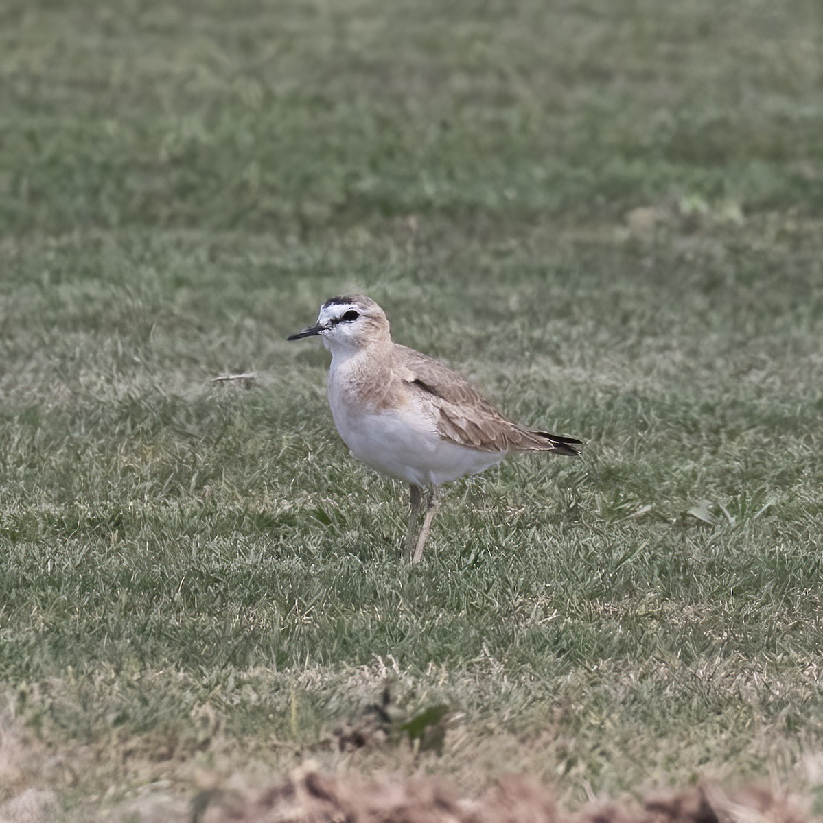 eBird Checklist - 20 Mar 2023 - Evergreen Turf Sod Farm--Tweedy/Pretzer ...