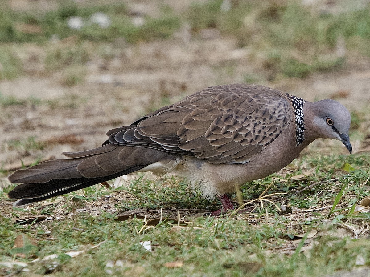 eBird Checklist - 21 Mar 2023 - Caves Beach - 22 species