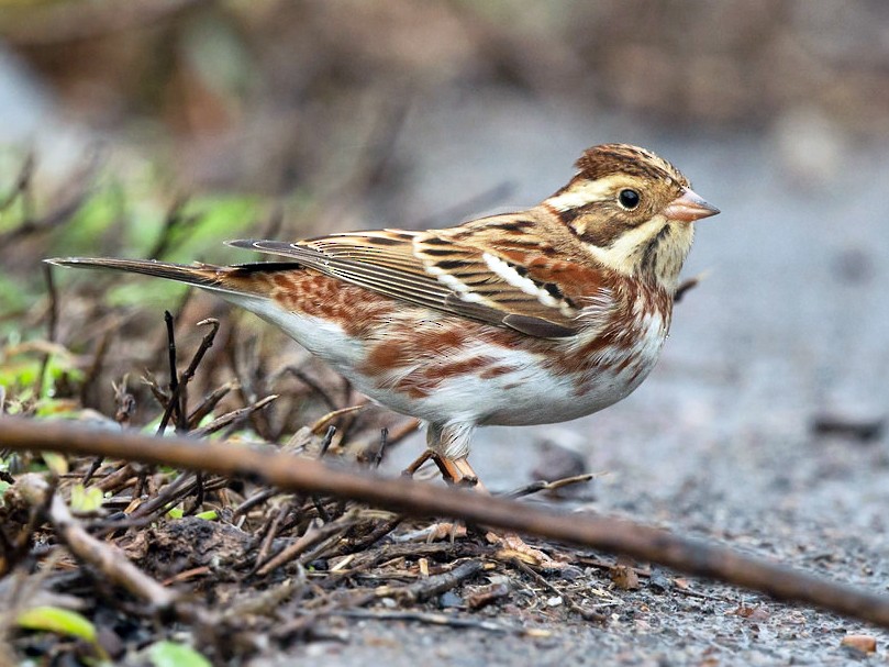 Rustic Bunting - eBird
