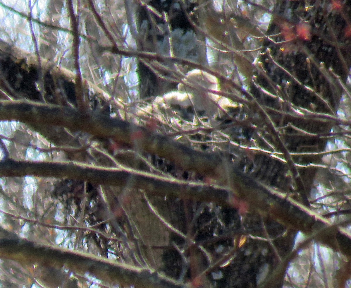 Maryland-DC Breeding Bird Atlas Checklist - 21 Mar 2023 - Alpha Ridge ...