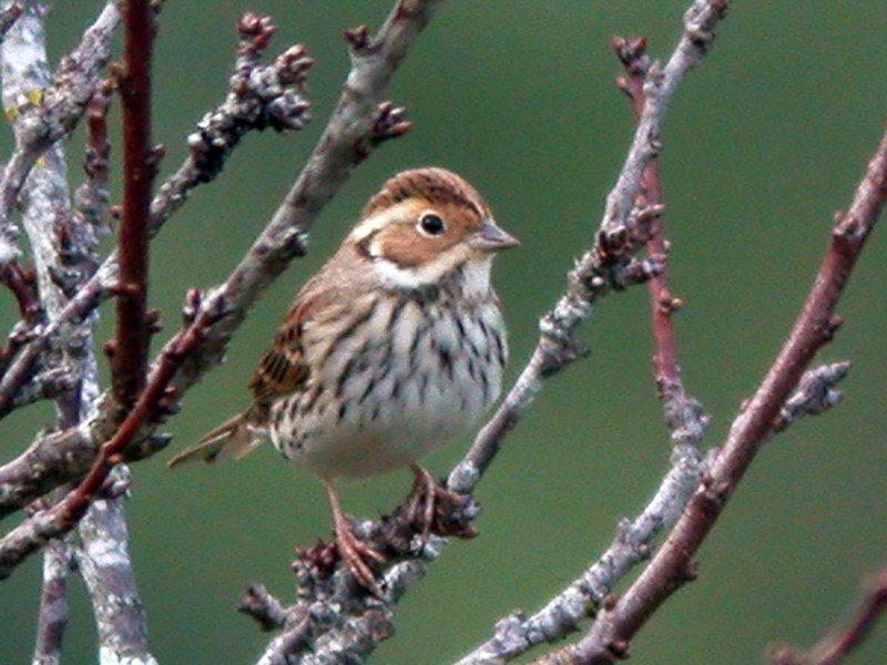 Little Bunting - eBird