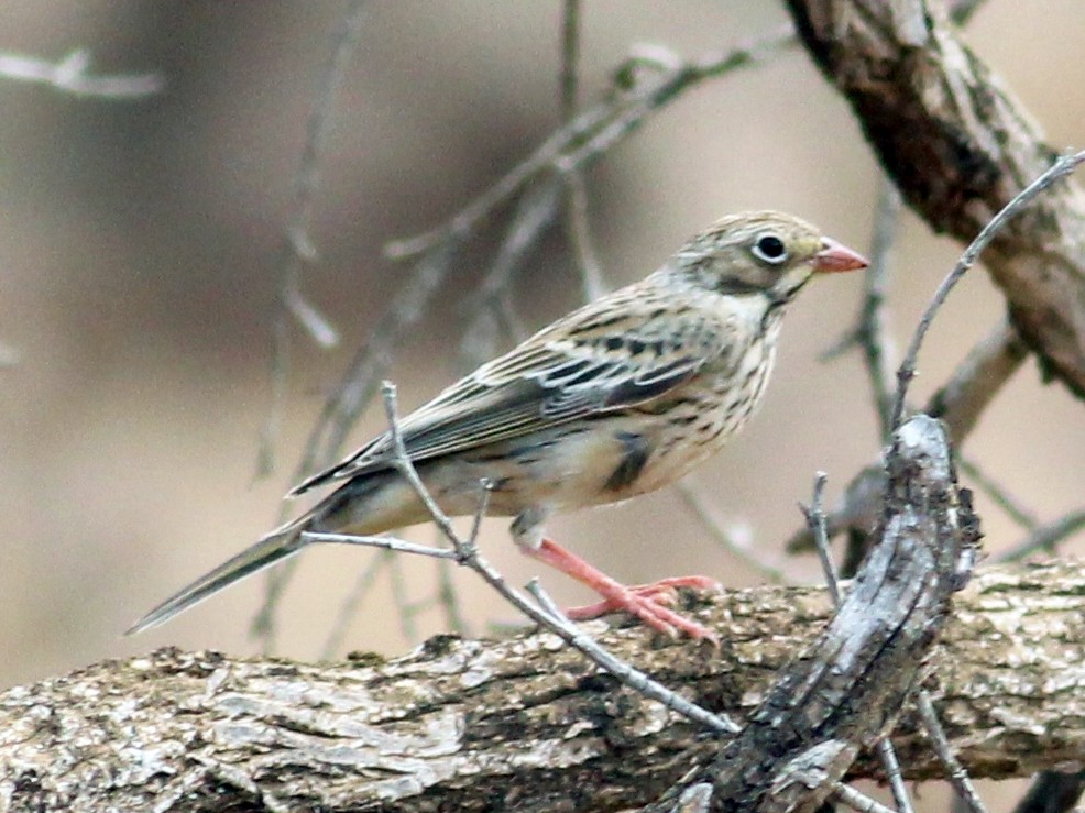 Ortolan Bunting - eBird