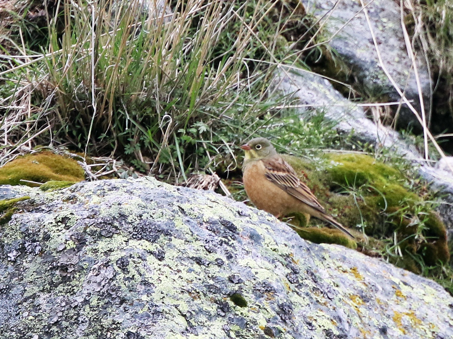 Ortolan Bunting - eBird