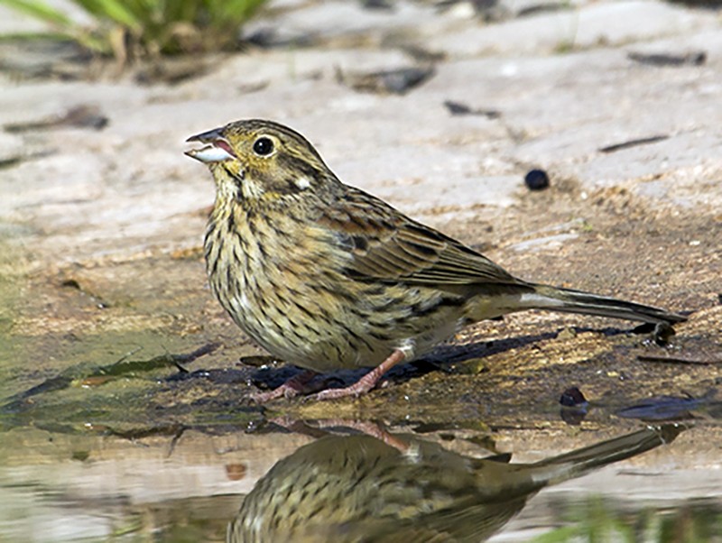 Cirl Bunting - eBird