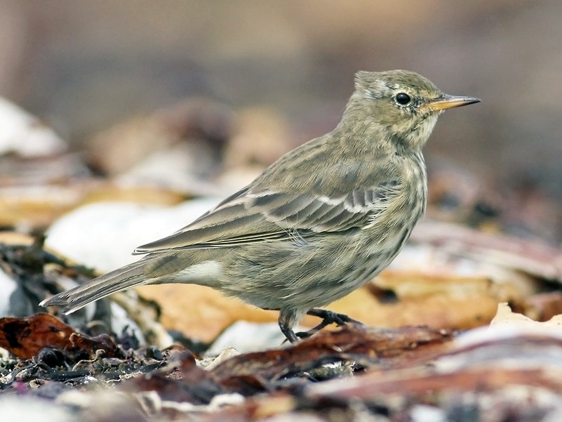 Rock Pipit - eBird