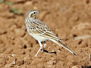 Tawny Pipit - eBird