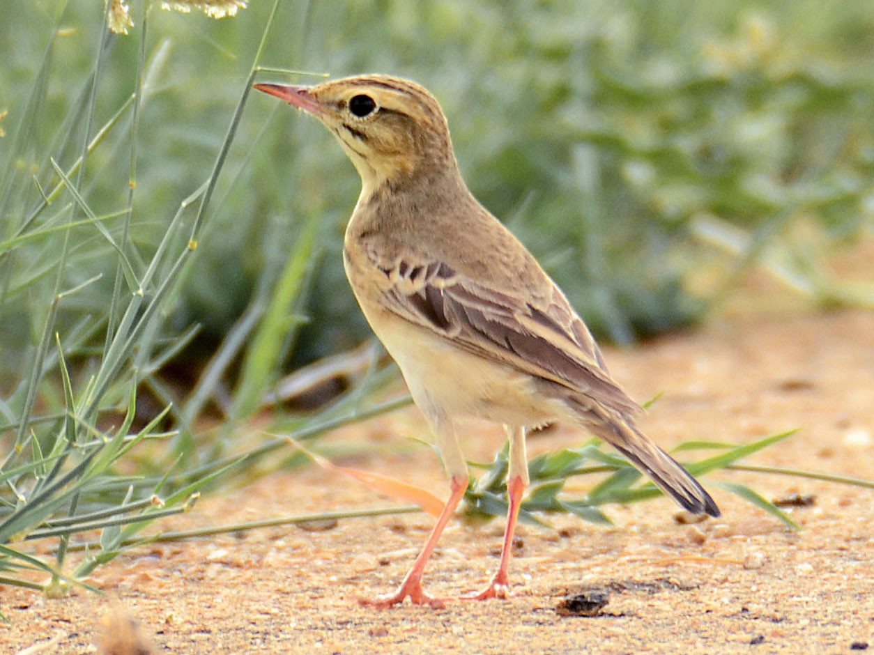 Tawny Pipit - eBird