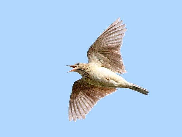 Richard's Pipit - eBird