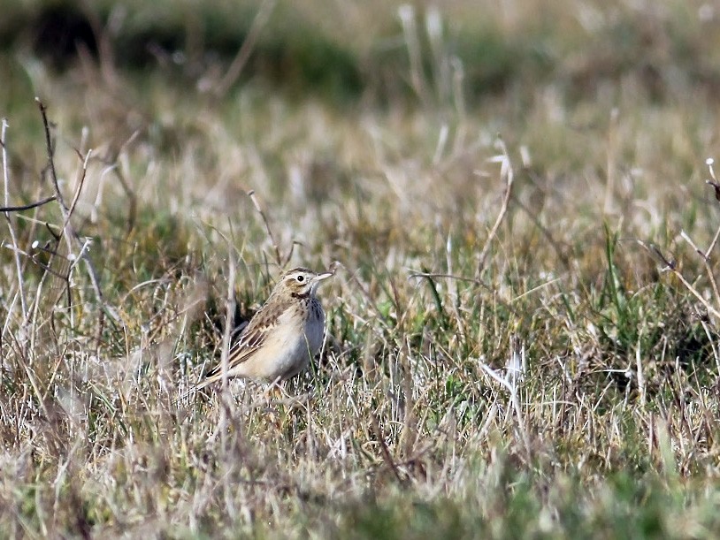 Richard's Pipit - eBird