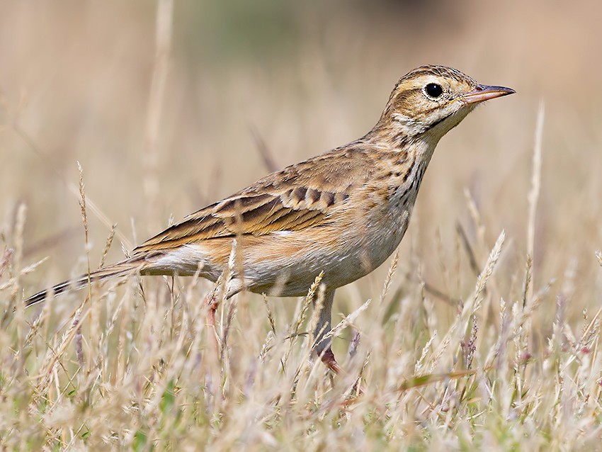 Richard's Pipit - Anthus richardi - Birds of the World