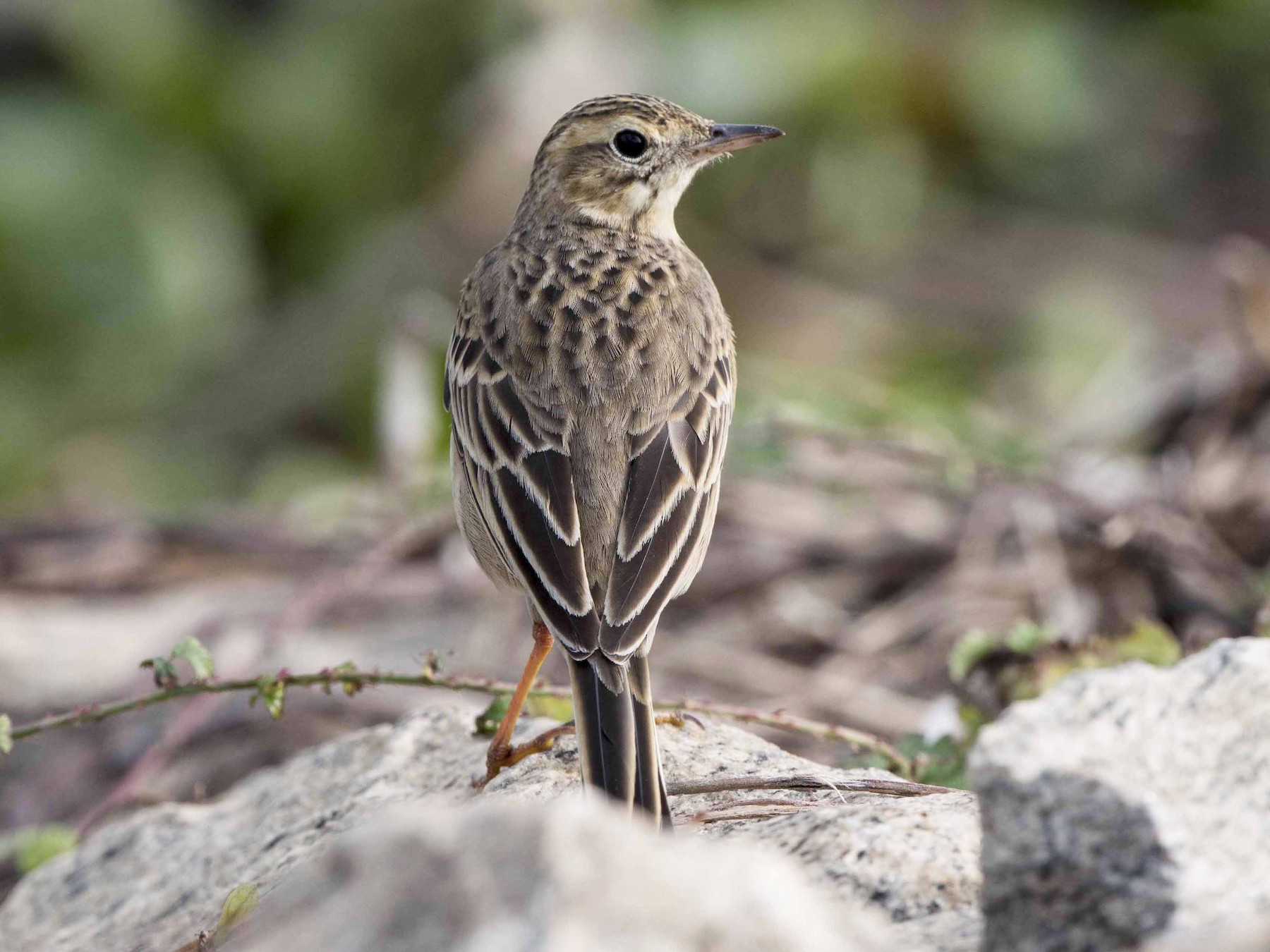 Richard's Pipit - eBird