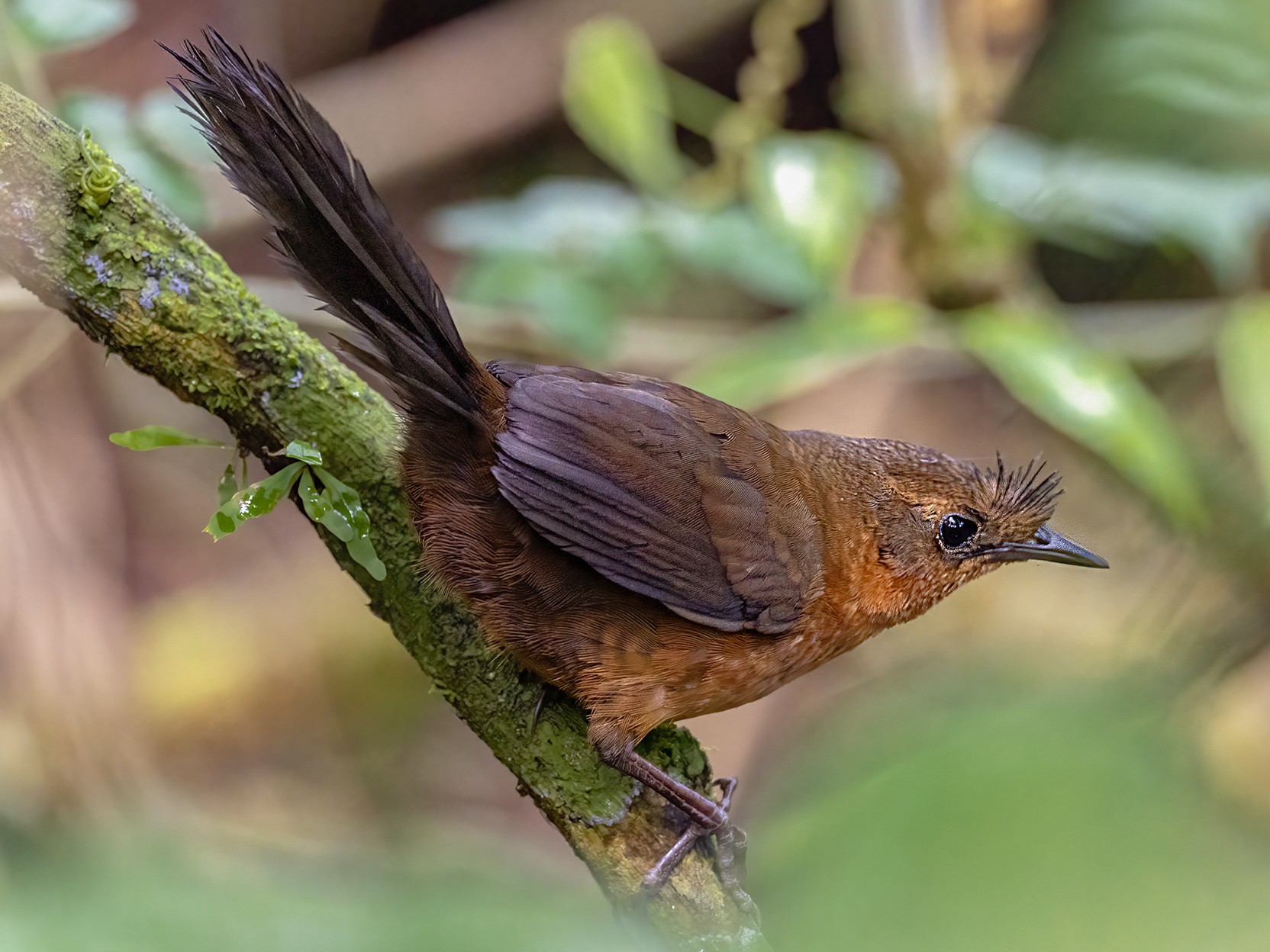 ケビタイオタテドリ - eBird