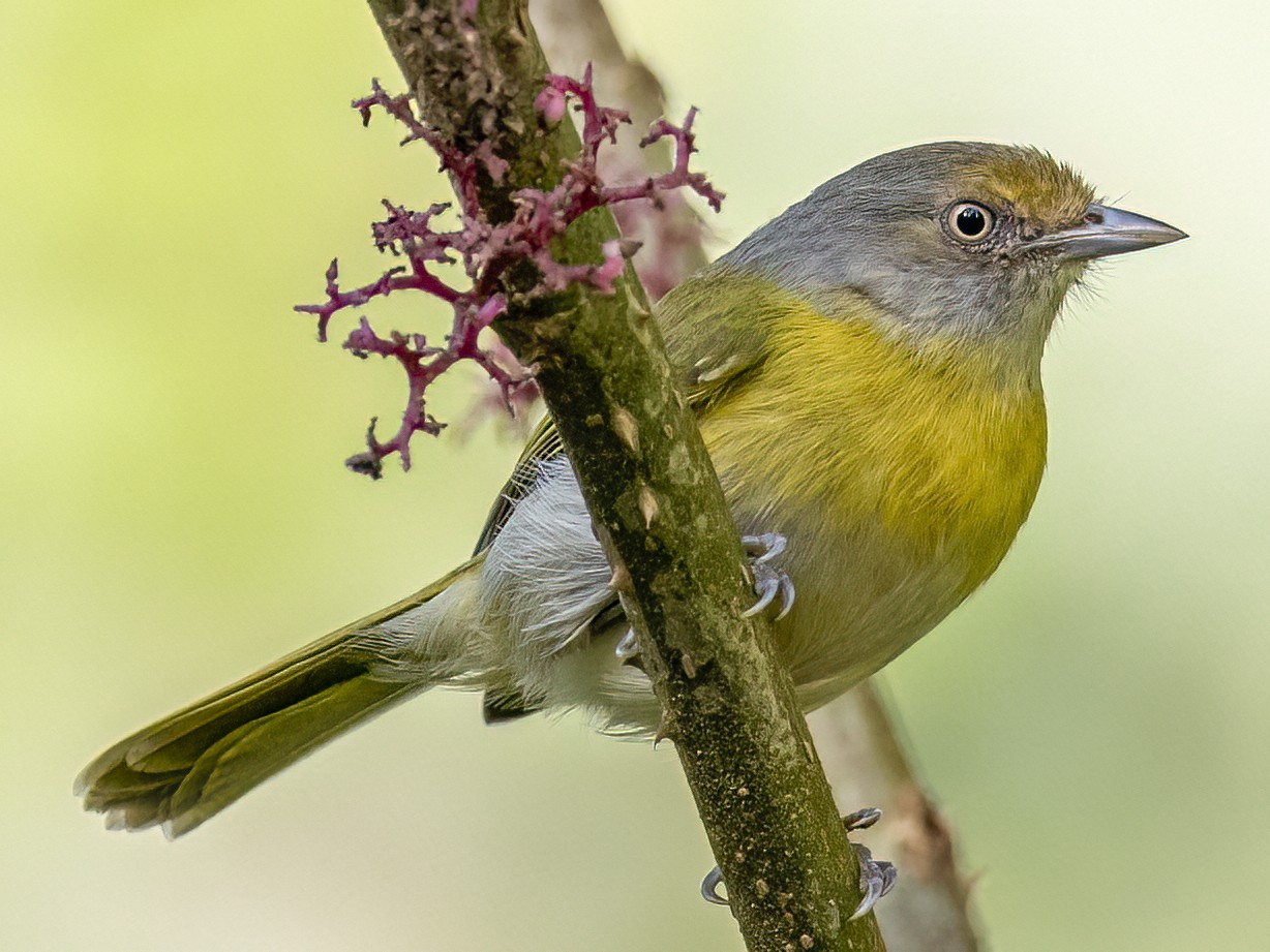 Lemon-chested Greenlet - eBird