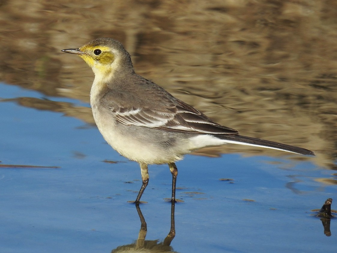 pliszka cytrynowa - eBird