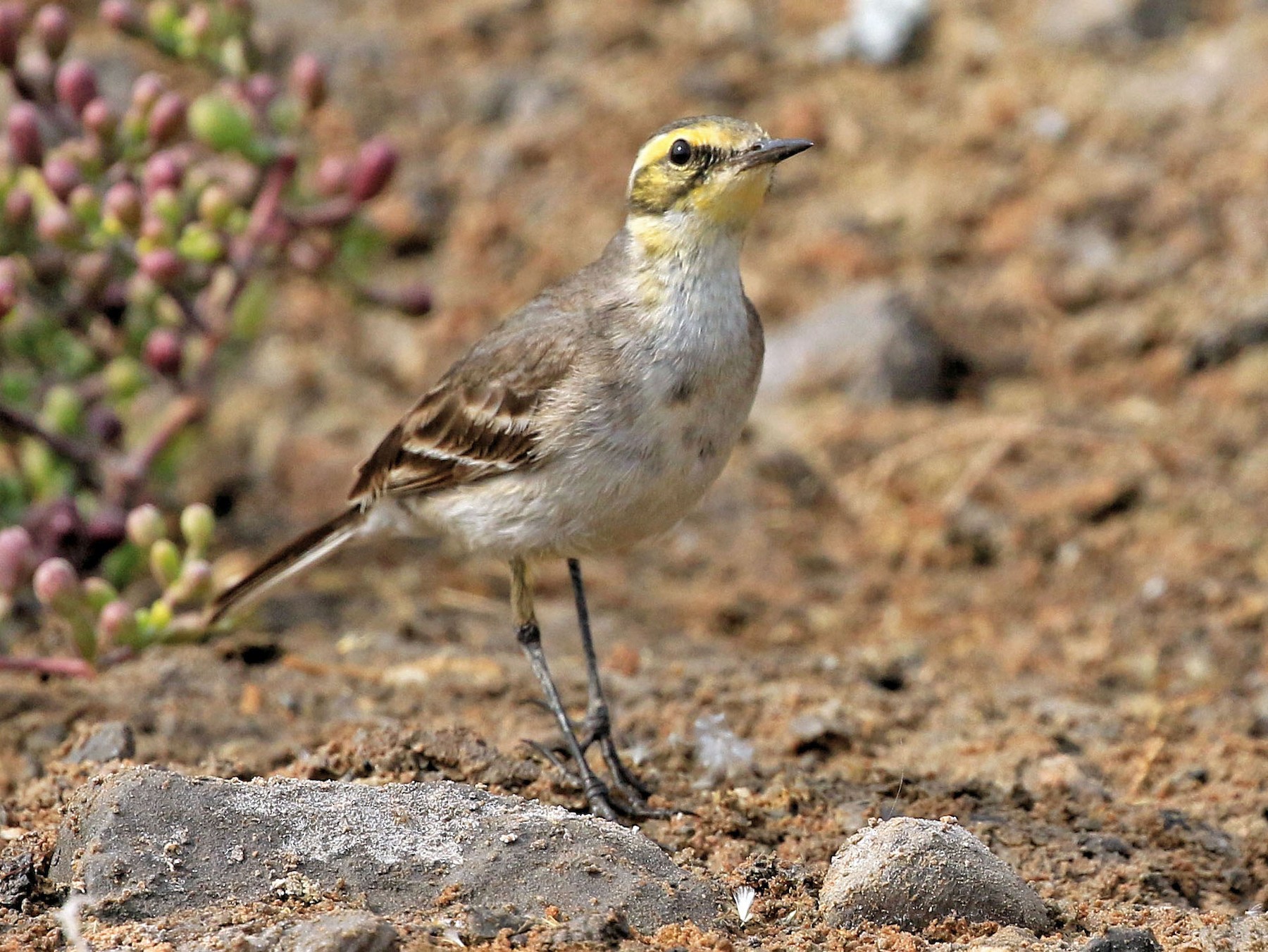 pliszka cytrynowa - eBird