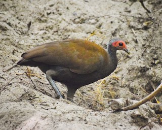 Tabon Scrubfowl - Megapodius cumingii - Birds of the World