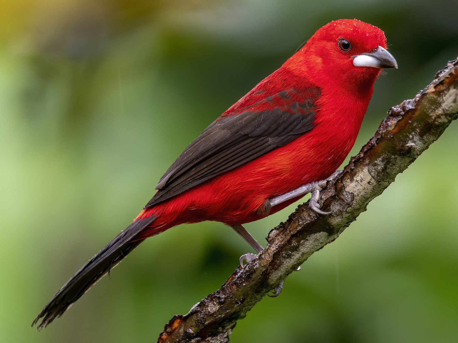 Brazilian Tanager - eBird