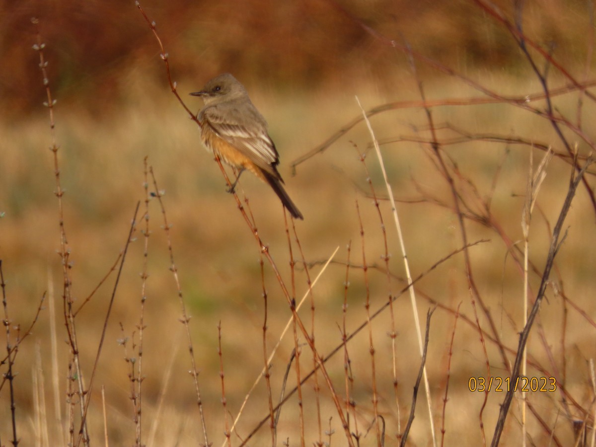 eBird Checklist - 21 Mar 2023 - Steigerwald NWR - 41 species (+2 other ...