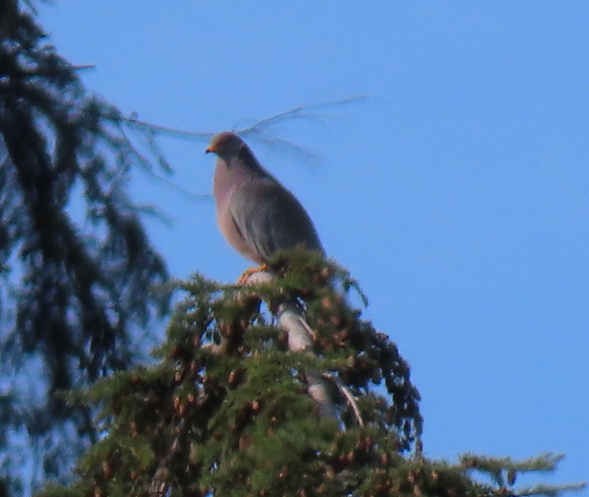 eBird Pacific Northwest Checklist - 21 Mar 2023 - Point No Point - 54 ...
