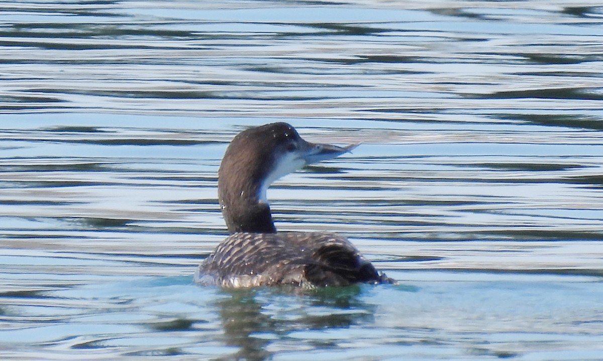 Mass Audubon eBird Checklist - 21 Mar 2023 - North River Wildlife ...