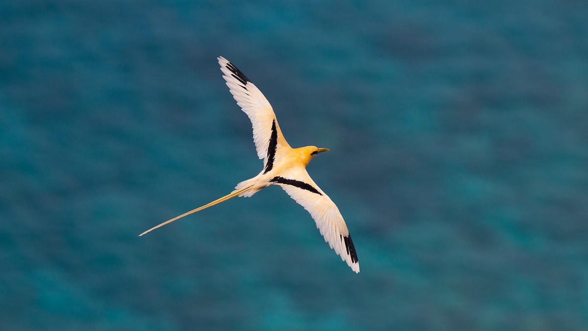 White-tailed Tropicbird (Golden) - eBird