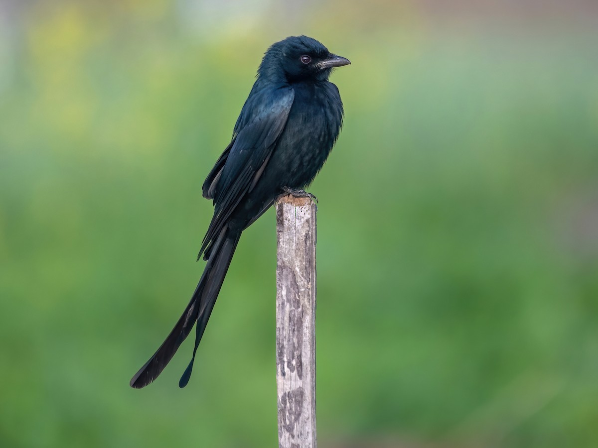 Black Drongo - Dicrurus macrocercus - Birds of the World