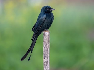Black Drongo - Dicrurus macrocercus - Birds of the World