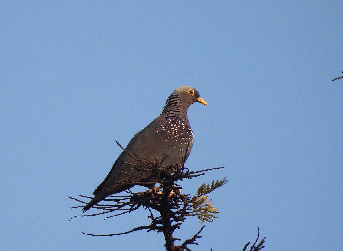 eBird India Checklist - 20 Mar 2023 - Dove's Nest Guest House - 22 species
