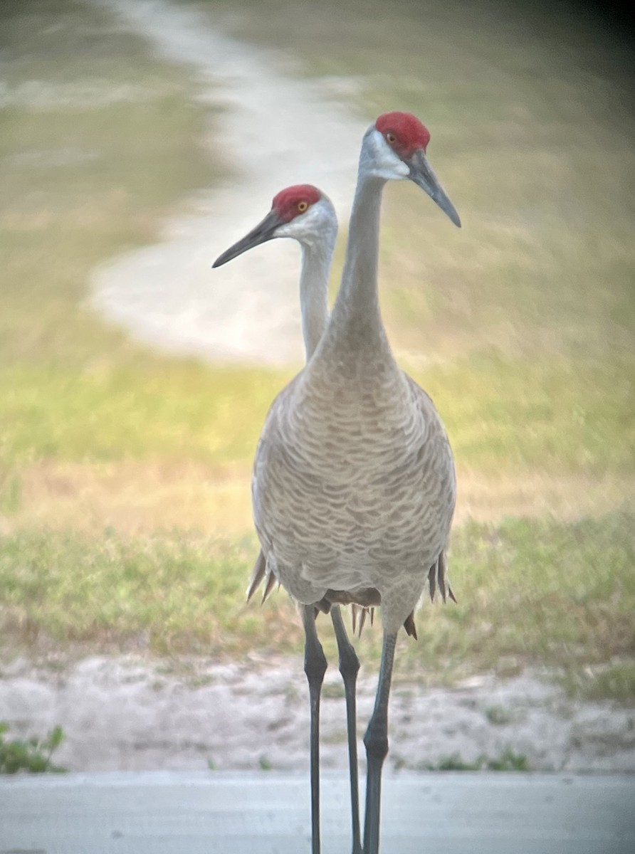 eBird Checklist - 22 Mar 2023 - Loxahatchee NWR - 28 species