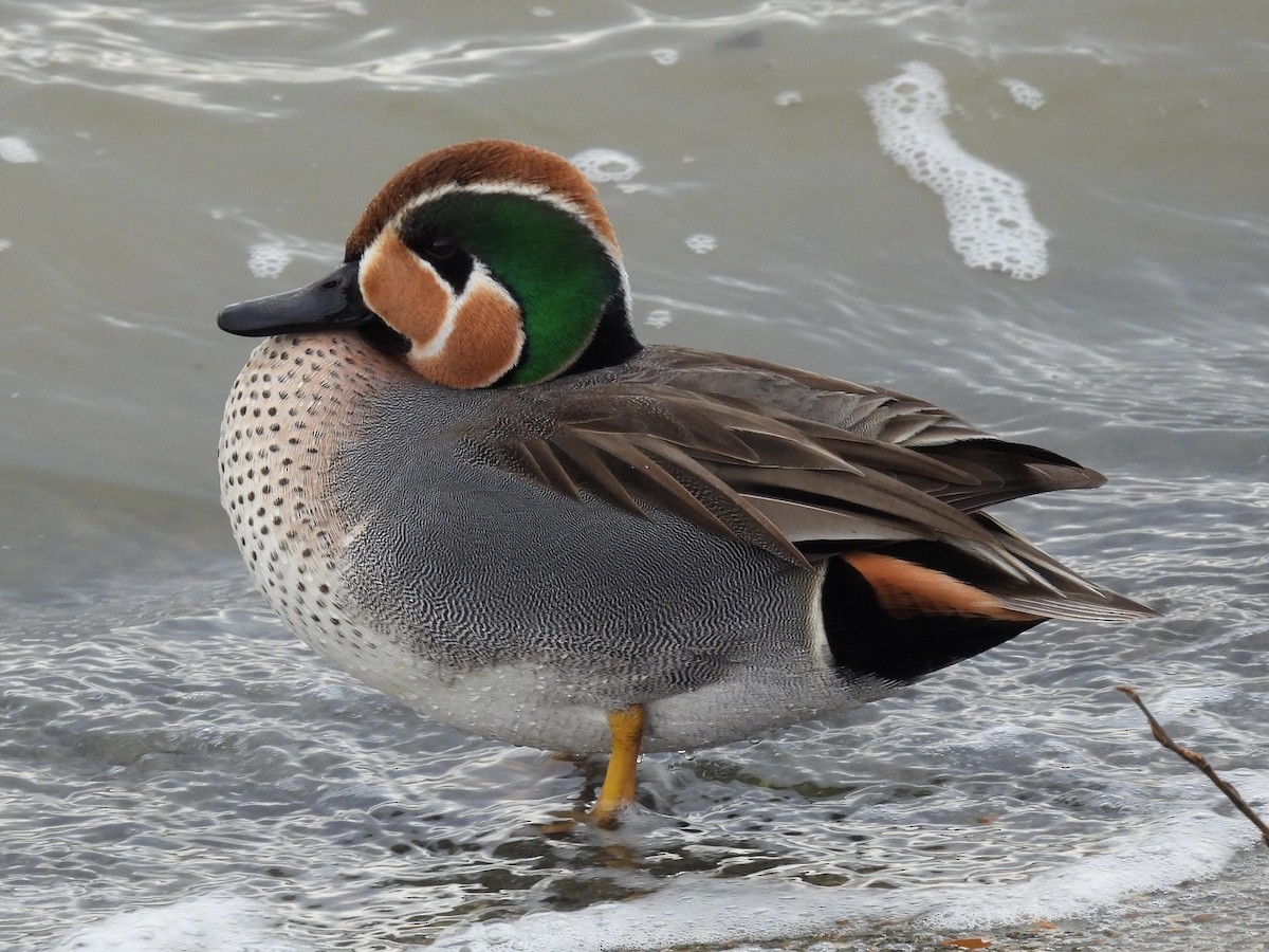 Baikal x Green-winged Teal (hybrid) - eBird