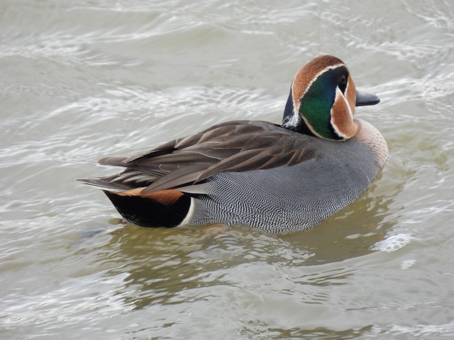 Baikal x Green-winged Teal (hybrid) - eBird